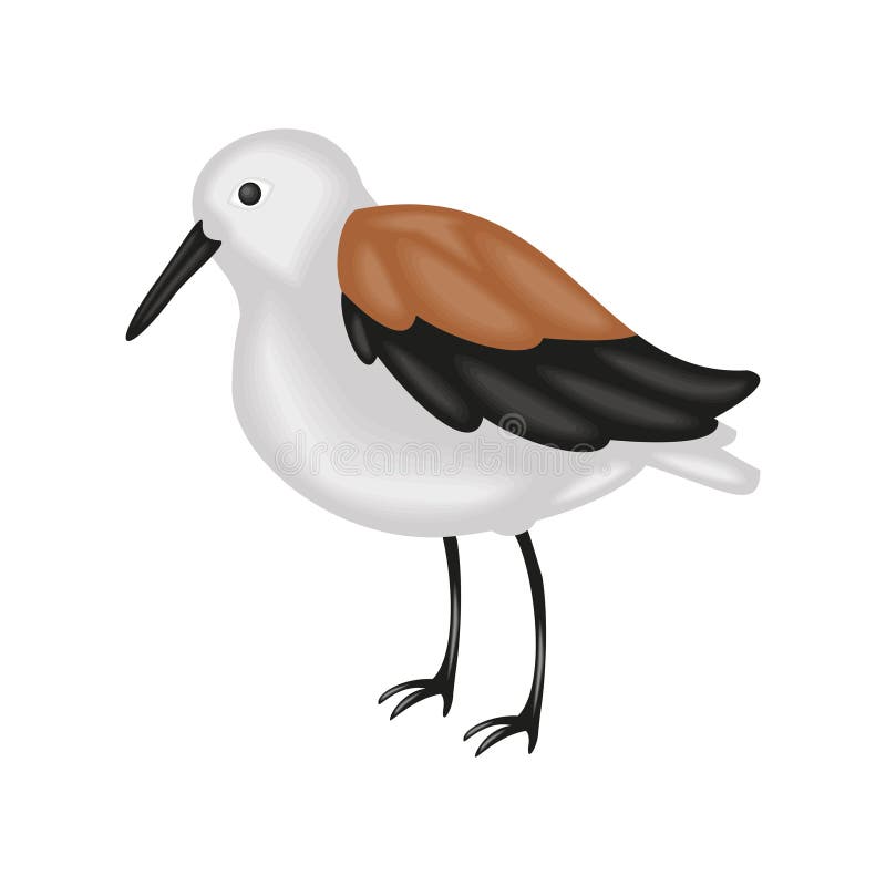 Black tailed godwit bird stock illustration. Illustration of shorebirds ...
