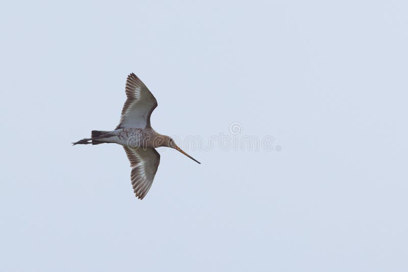 Bar-tailed Godwit stock image. Image of tailed, godwit - 262963309