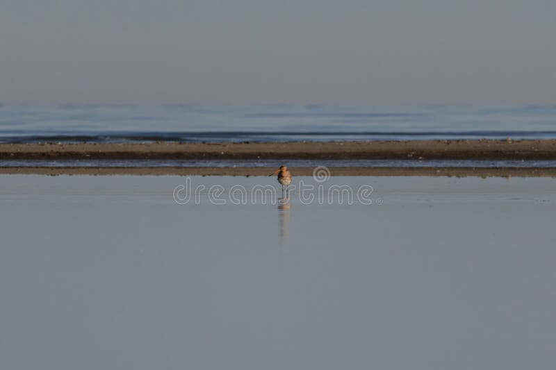 The Black-tailed Godwit (Limosa Limosa) is a Large, Long-legged Stock ...