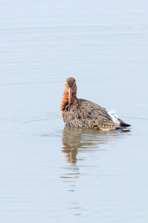 Black Tailed Godwit Limosa Limosa Wader Bird Foraging in Shallow Water ...