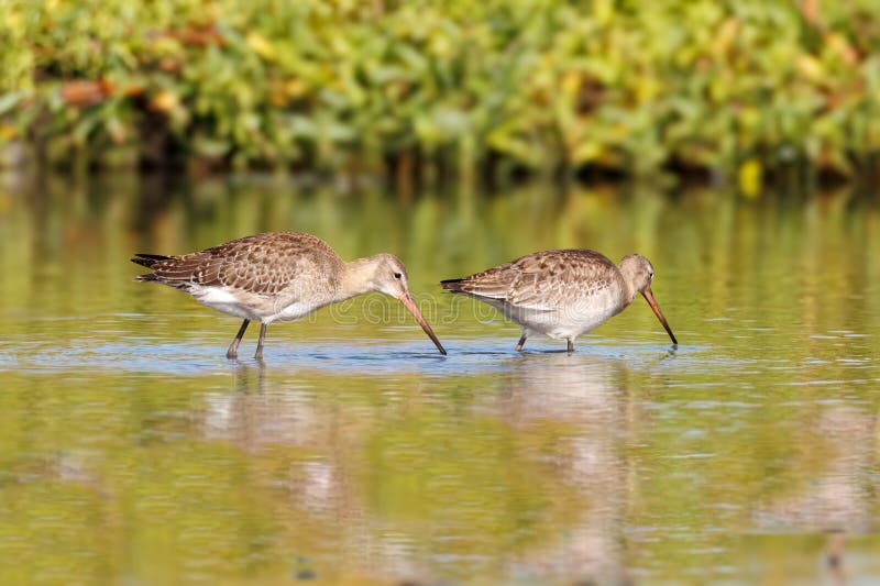 Black-tailed Godwit in Mud Lotus Root Field Stock Image - Image of ...