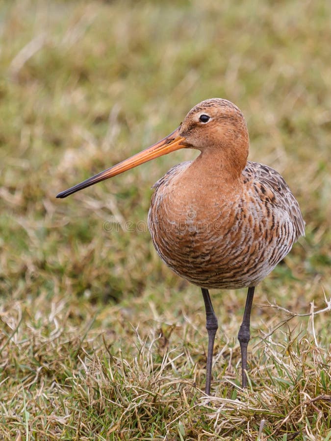 Black-tailed Godwit stock photo. Image of orange, grutto - 30603430