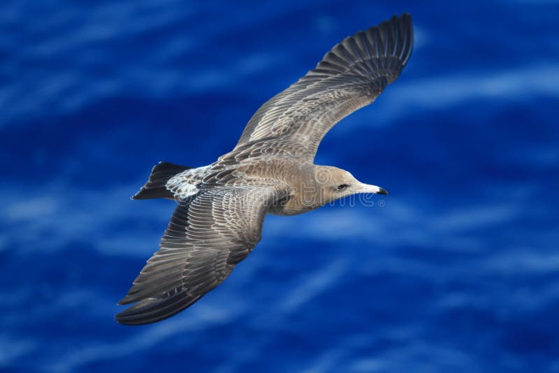 Black-tailed gull stock image. Image of nature, blacktailed - 39397139