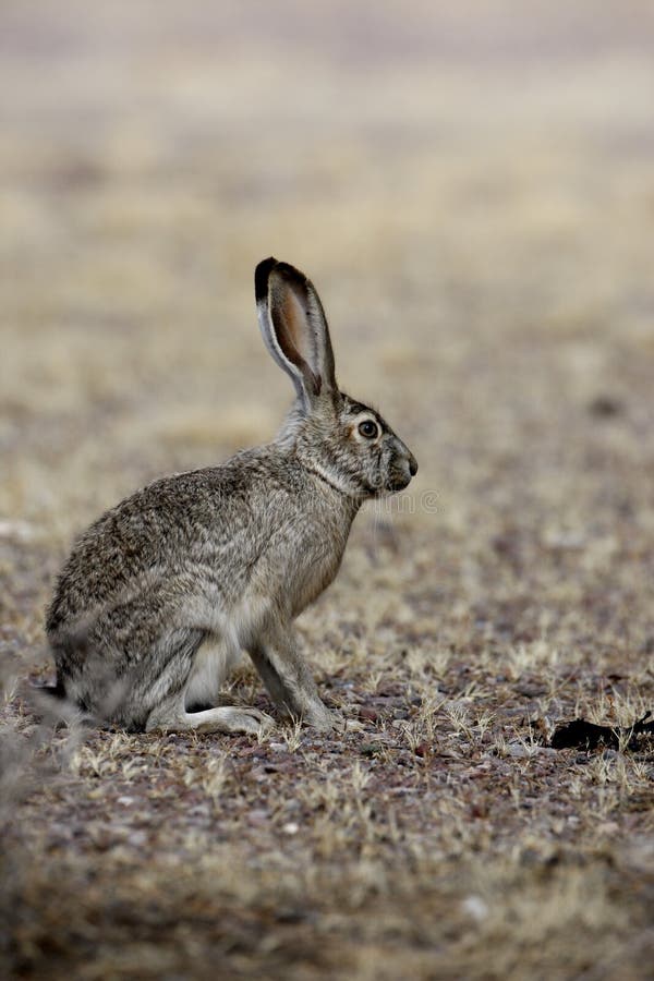 Black-tailed Jack Rabbit, Lepus Californicus Stock Image - Image of ...