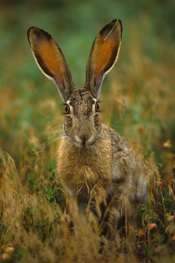 Black-tailed Jackrabbit stock image. Image of nature - 11402555