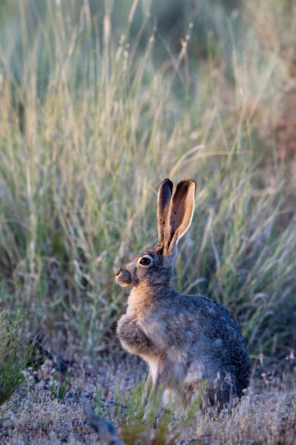 Black-tailed Jackrabbit stock image. Image of black, tail - 25097137