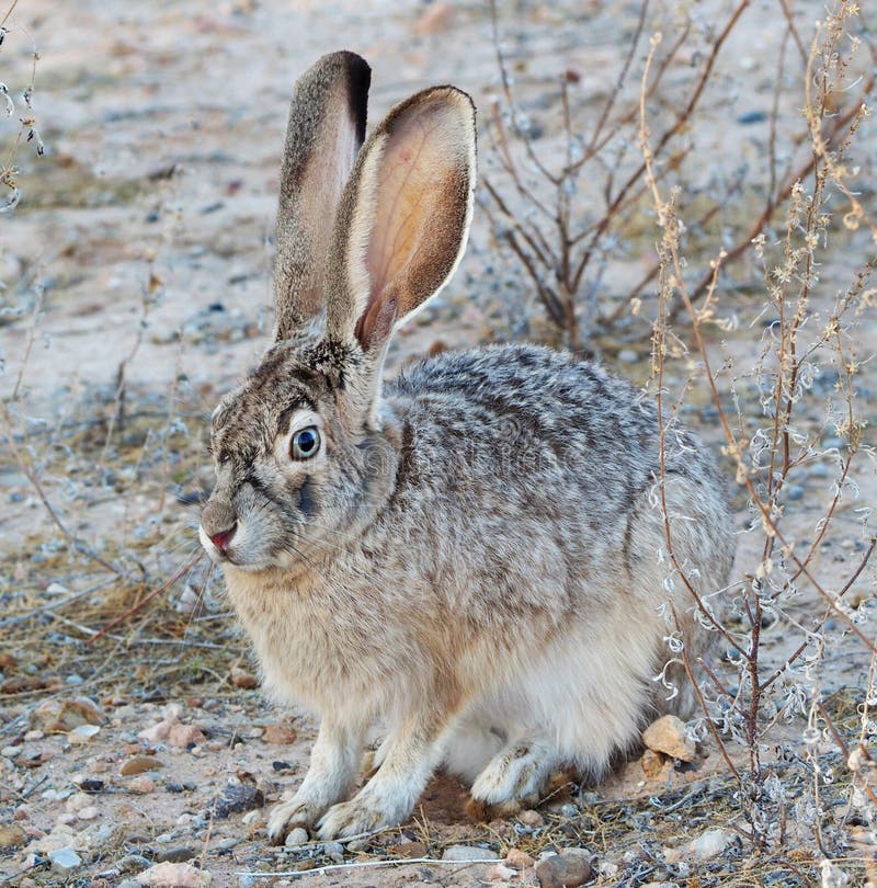 Desert Jack Rabbit