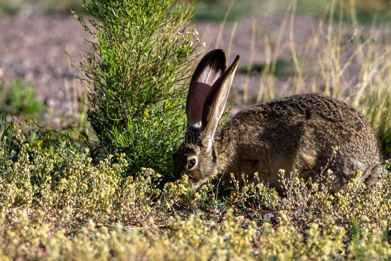 Black-tailed Jackrabbit stock image. Image of black, tail - 25097137