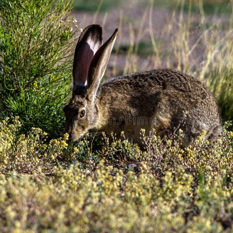 Black Tailed Jack Rabbit Lepus Californicus Stock Photos - Free ...