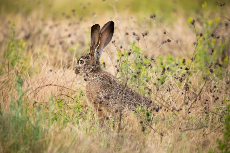 Black-tailed Jackrabbit (Lepus Californicus) - American Desert Hare ...