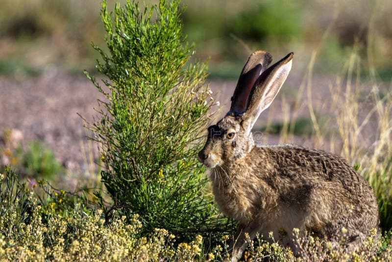 Black-tailed Jackrabbit stock image. Image of black, tail - 25097137