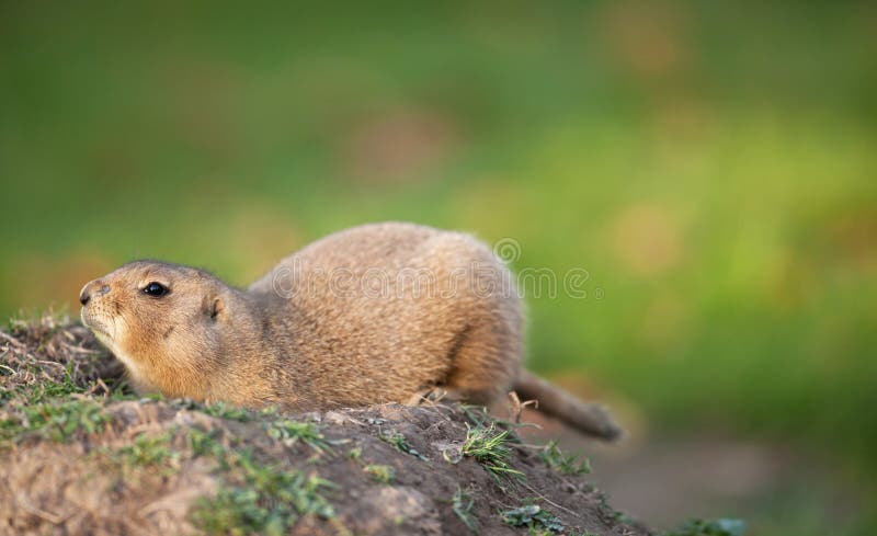 Baby Prairie Dog by His Den Stock Photo - Image of young, small: 25161536
