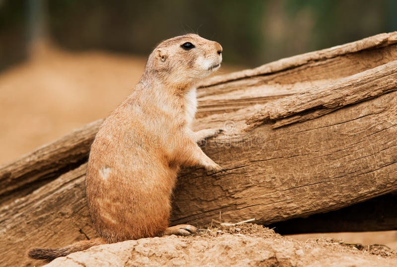 Prairie Dog stock photo. Image of small, brown, prairie - 1589830