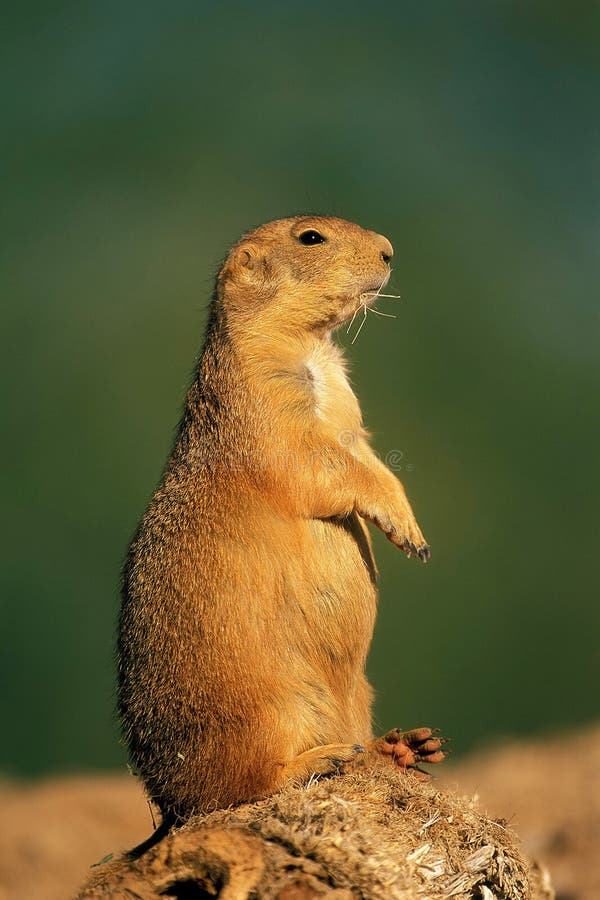 Black-tailed Prairie Dog stock photo. Image of america - 454642
