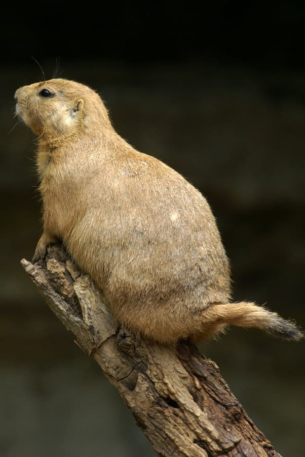 Black-tailed Prairie Dog stock image. Image of hairy, furry - 8668627