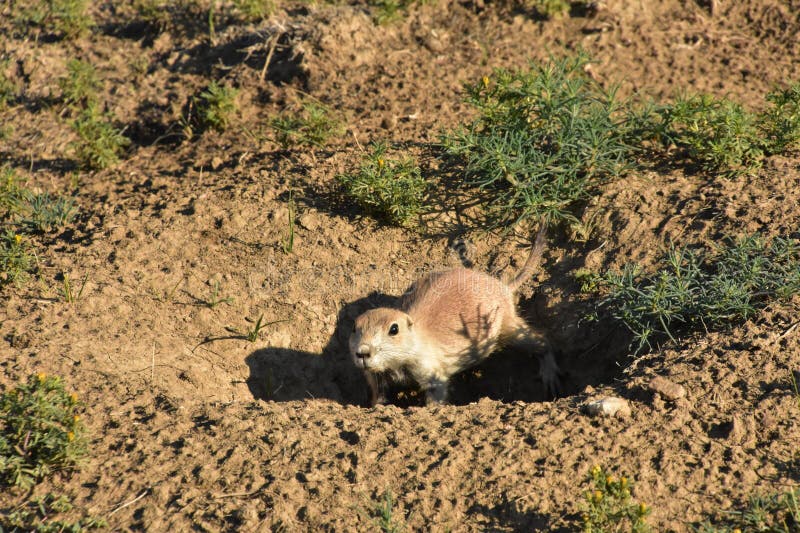 Black Tailed Prairie Dog Digging a Big Hole Stock Photo - Image of ...