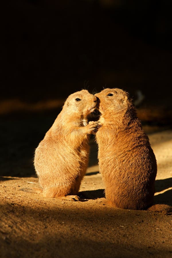 Black-tailed prairie dog stock image. Image of animals - 59312327