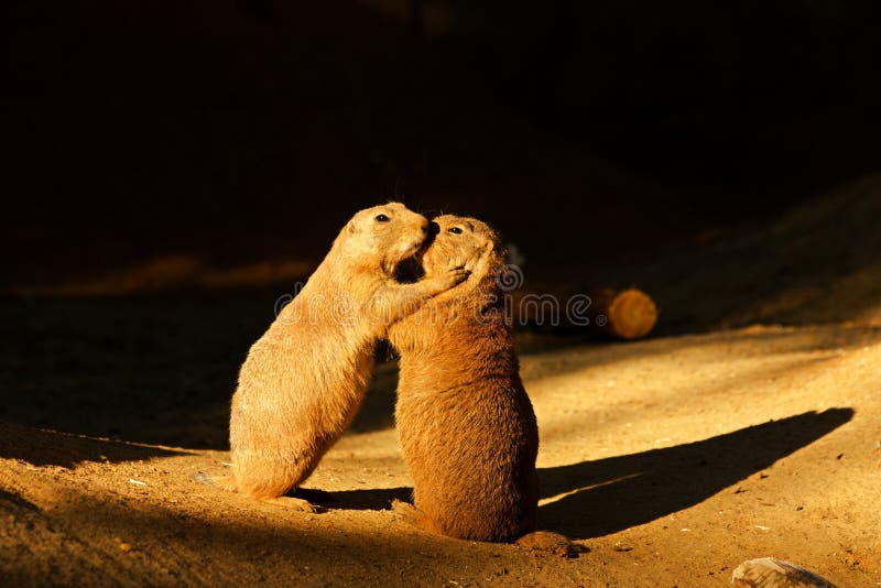 Black-tailed prairie dog stock image. Image of danger - 59312845