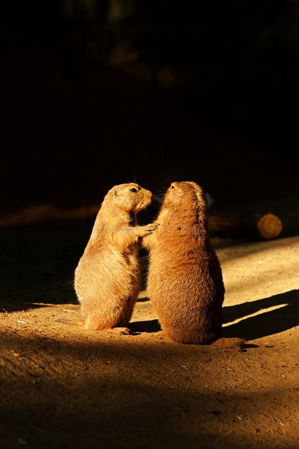 Black-tailed prairie dog stock photo. Image of brown - 59313648