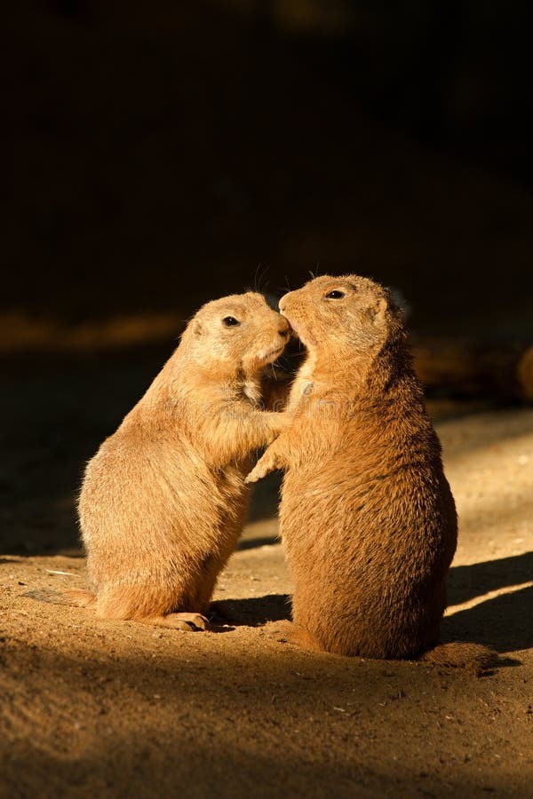 Black-tailed prairie dog stock image. Image of animals - 59312327