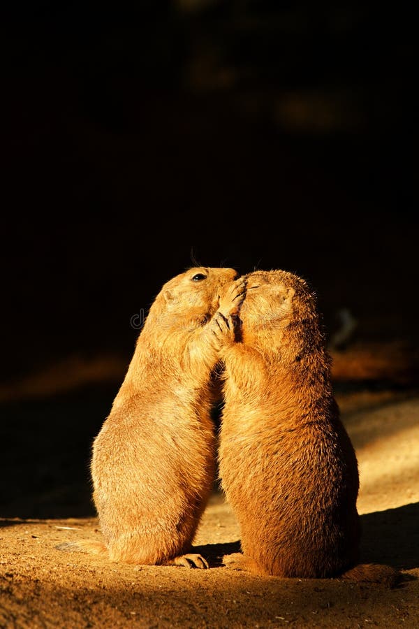 Black-tailed prairie dog stock photo. Image of brown - 59313648