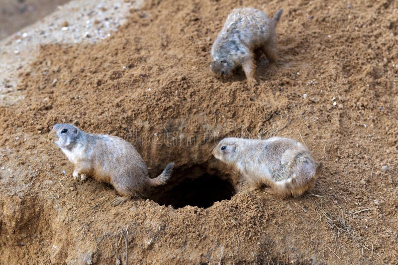 Black-tailed prairie dog stock photo. Image of skull - 30819212