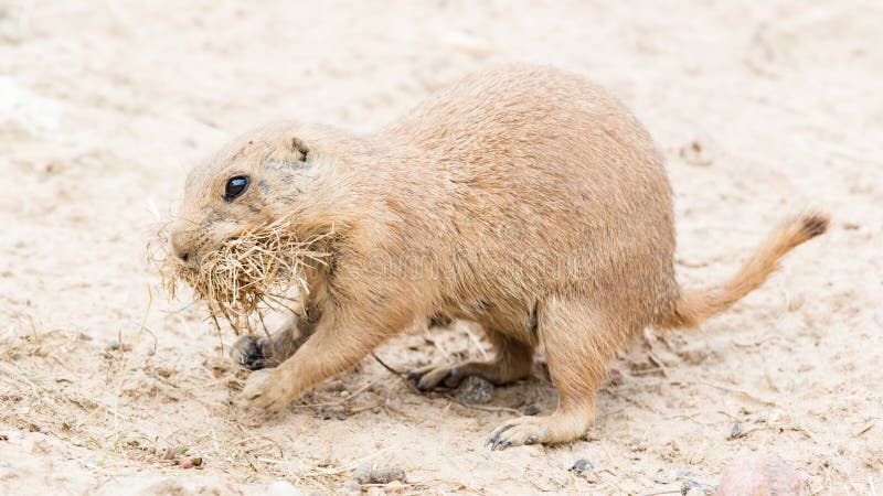 Black-Tailed Prairie Dog in it S Natural Habitat Stock Photo - Image of ...