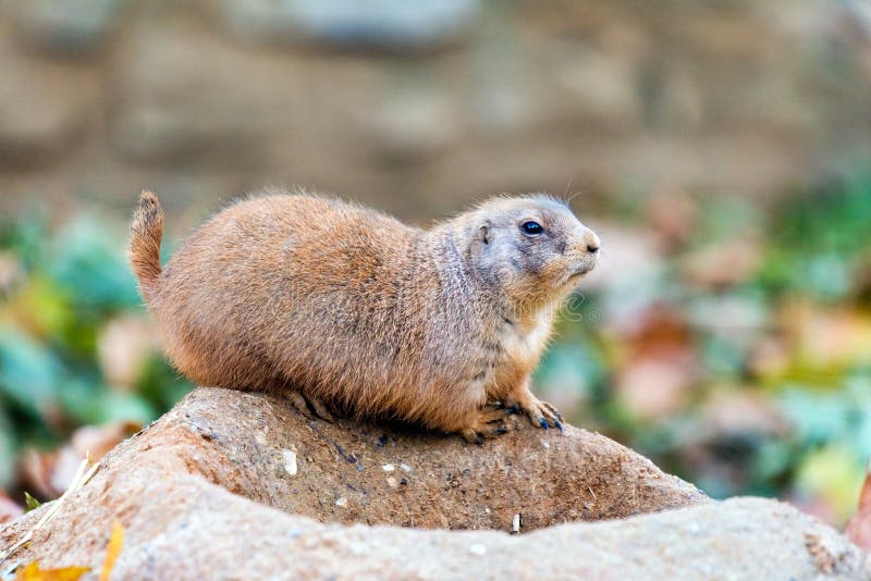 Black-tailed prairie dog stock photo. Image of guard - 62551508
