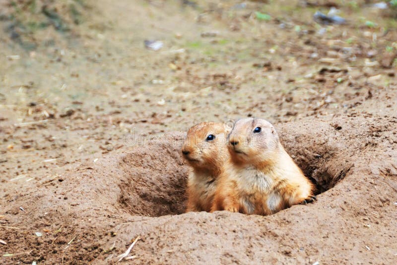 Trio of Prairie Dogs - Group Hug Stock Photo - Image of rodents, ground ...