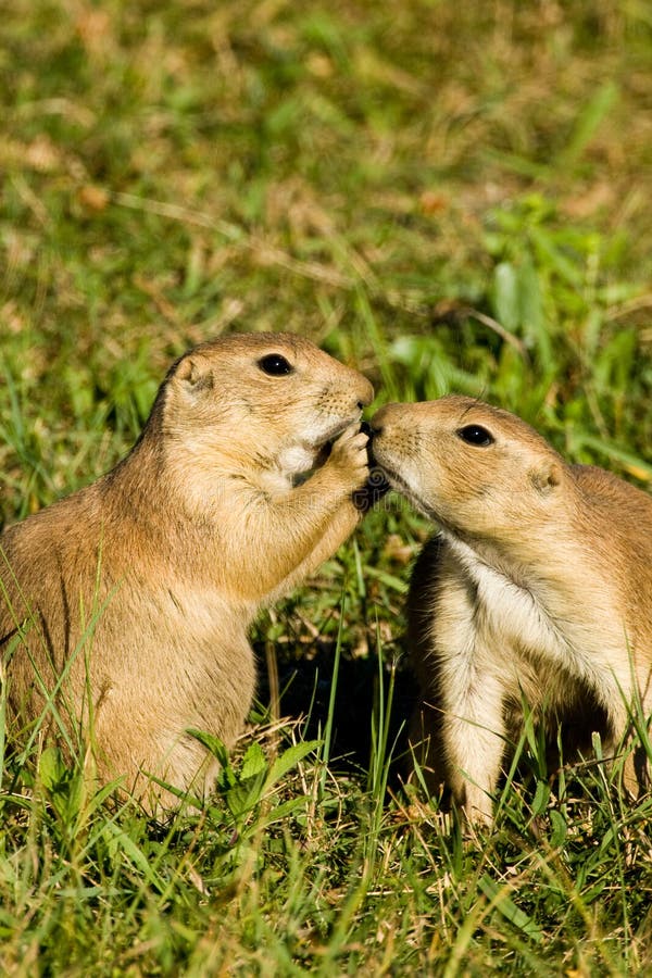 Trio of Prairie Dogs - Group Hug Stock Photo - Image of rodents, ground ...