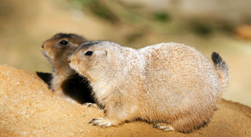 Black-tailed prairie dog stock photo. Image of surveillance - 32234954