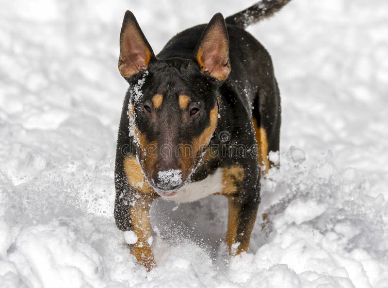 Black and Tan Bull Terrier Playing in the Snow Stock Photo - Image of ...