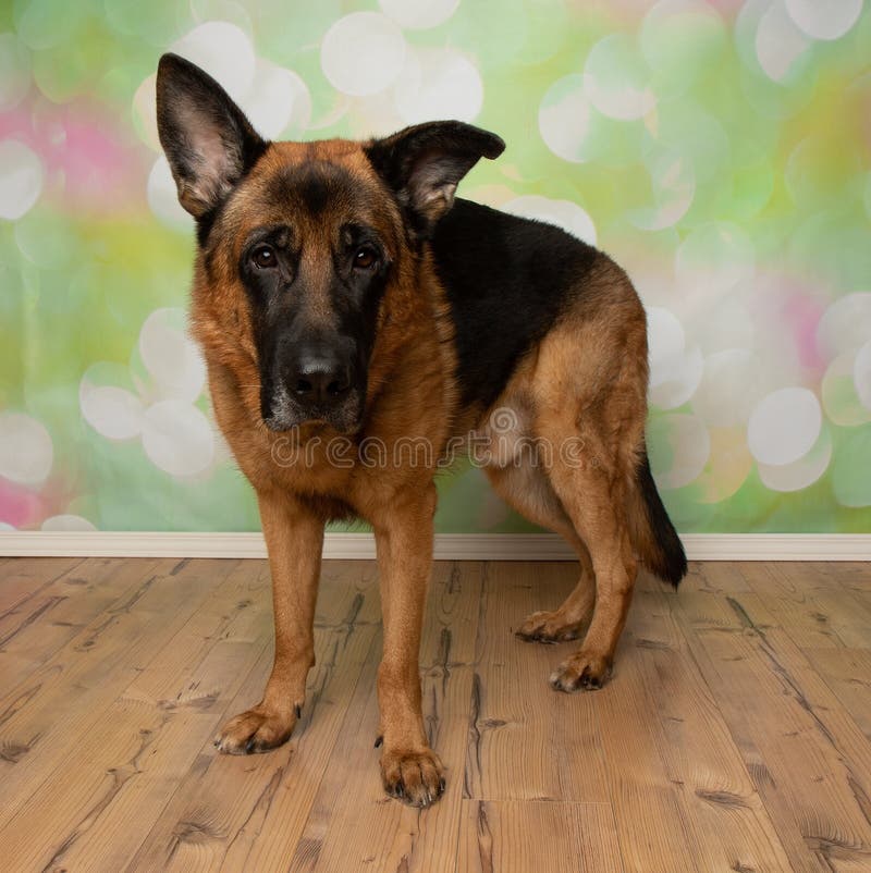 Black and Tan German Shepherd Puppy Dog Standing Up Stock Image - Image ...