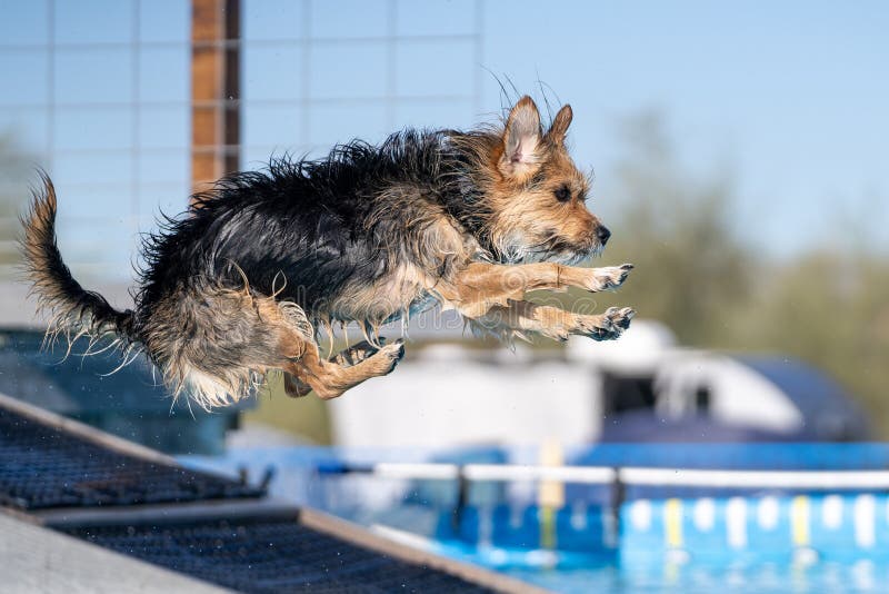 Black and Tan Mixed Breed Dog Jumping into the Pool Stock Photo - Image ...