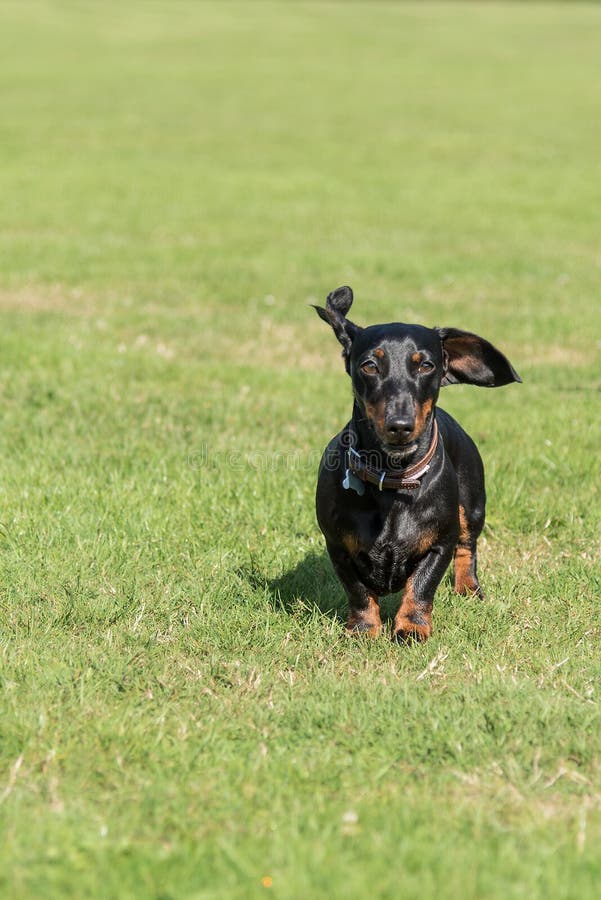 Black and Tan Smooth-haired Miniature Dachshund Running in Field Stock ...