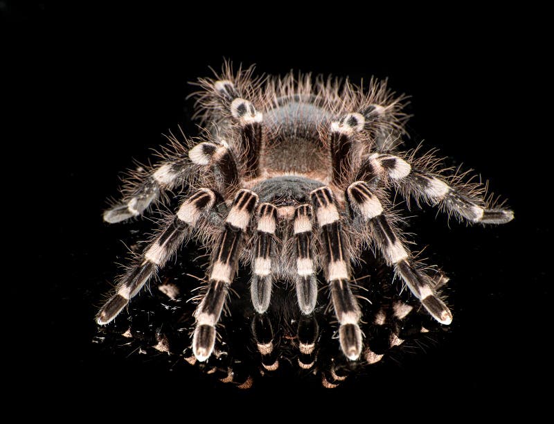 Black and tan tarantula stock image. Image of fangs, critter - 79871495