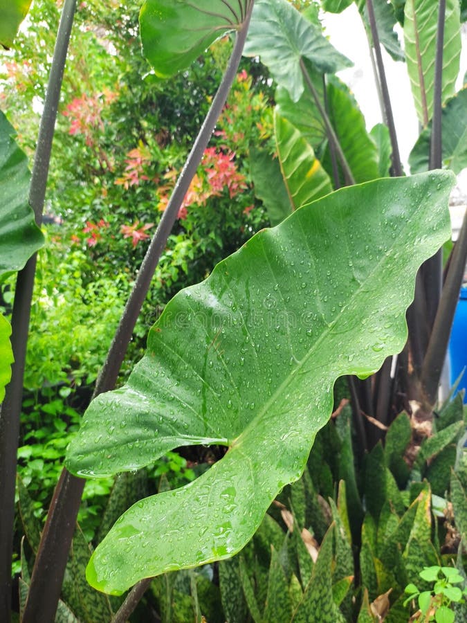 The Black Taro Tree that Grows in the Corner of the Garden Stock Image ...