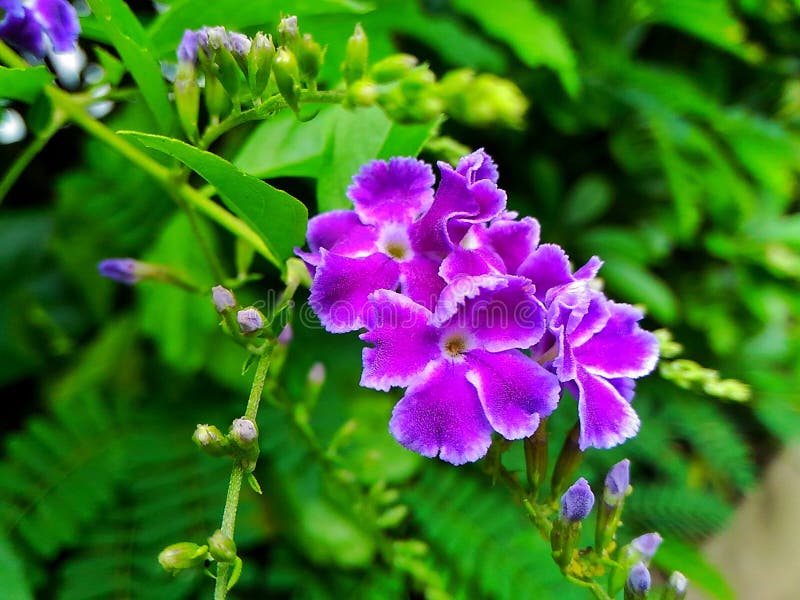 BlackÂ tea-tree, RiverÂ tea-treeÂ Stock Photo - Image of riverteatree ...