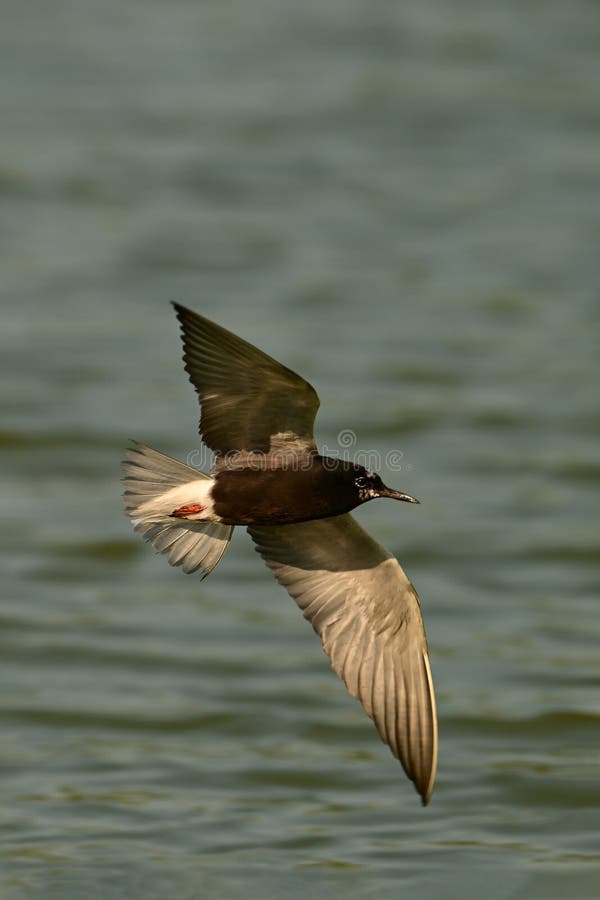 A Black Tern Bird in Flight Over Water Stock Image - Image of seabird ...