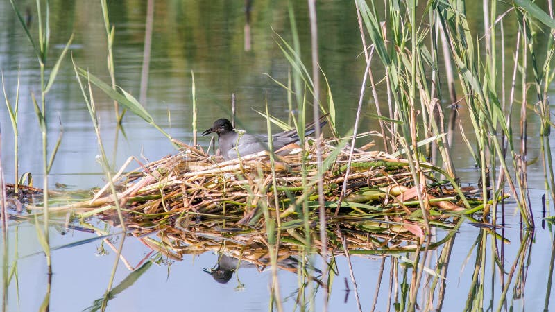 A Black Tern Sits in Its Nest Built in a Swamp Stock Photo - Image of ...