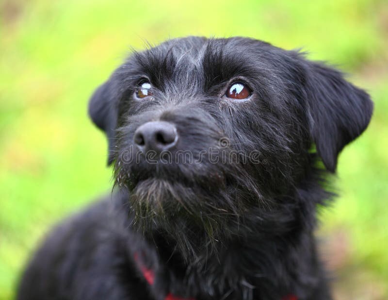 Patterdale Terrier stock image. Image of small, patterdale - 256581