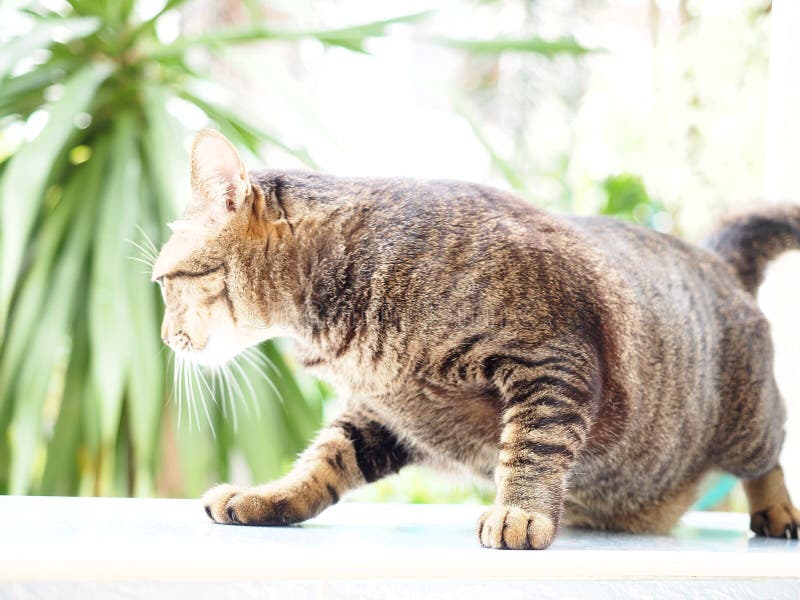 Black Thai Fighting Cow stock image. Image of grass, adventure - 38760049