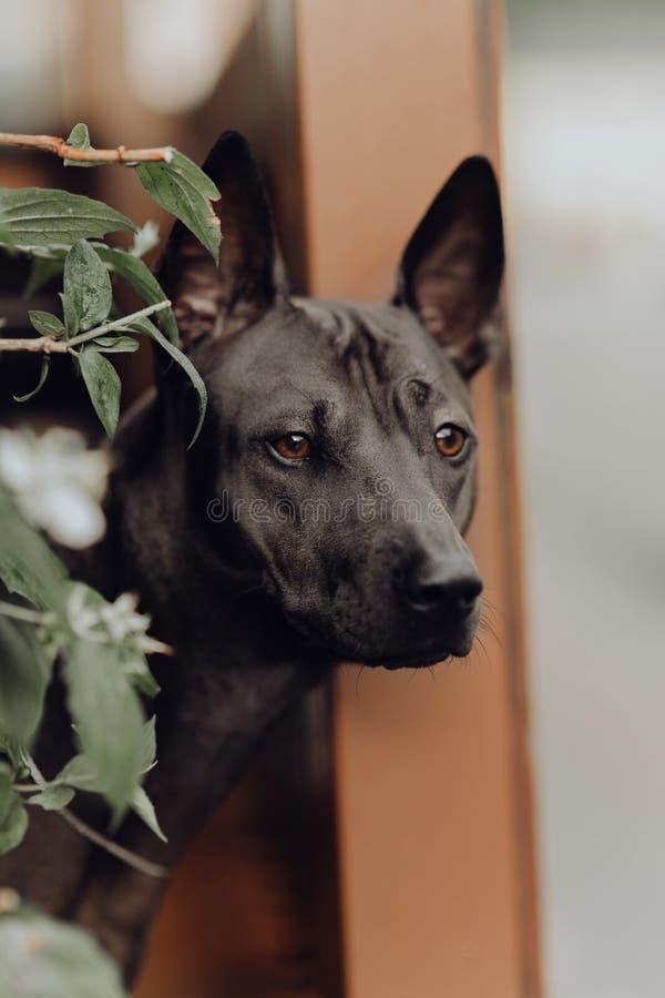 Black Thai Ridgeback Dog Playing on the Grass, Outdoor Stock Image ...