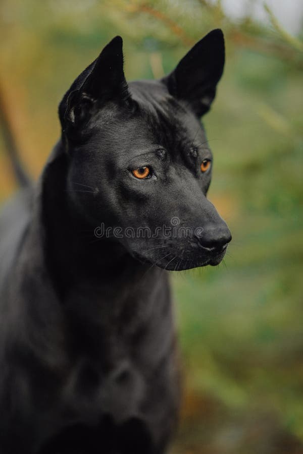 Black Thai Ridgeback Dog Playing on the Grass, Outdoor Stock Image ...
