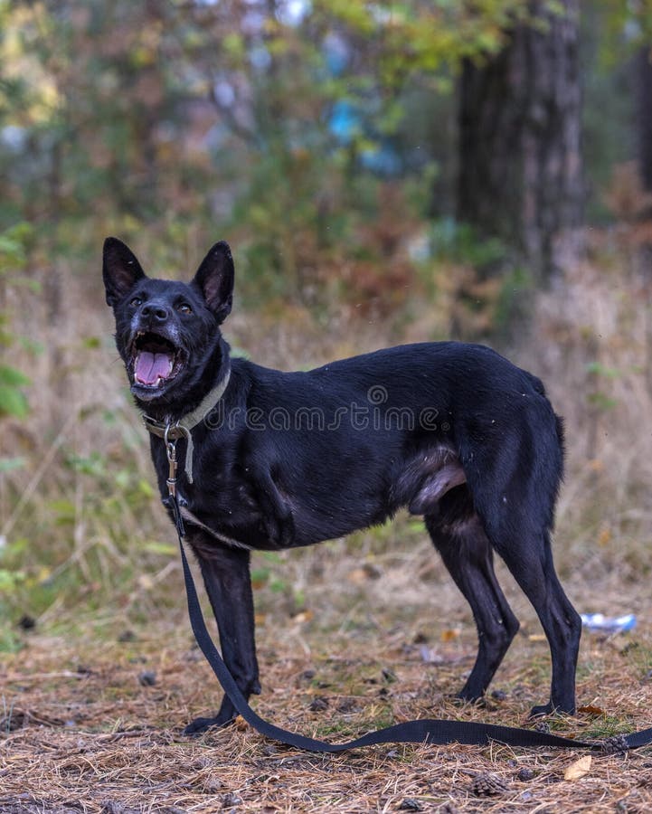 Three-legged Dog Disabled at Animal Shelter Stock Image - Image of ...