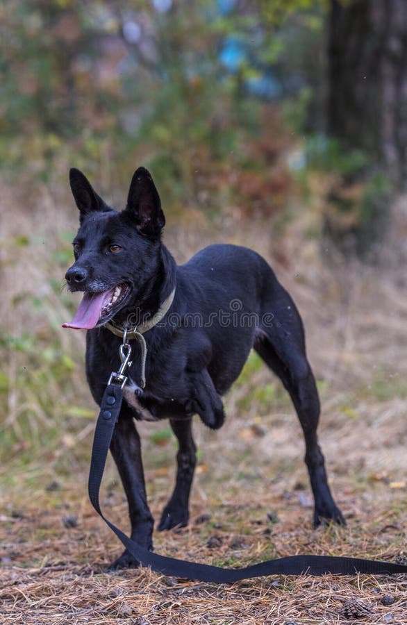 223 Three Legged Dog Stock Photos - Free & Royalty-Free Stock Photos ...