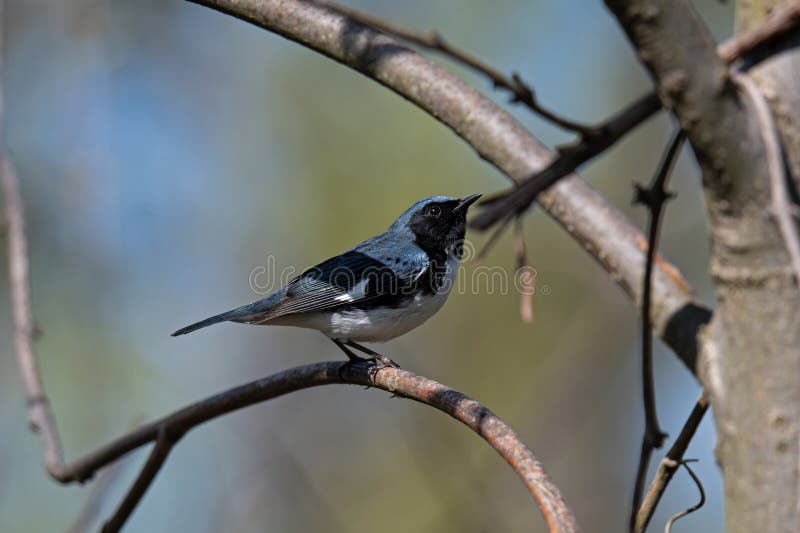 Black-throated Blue Warbler in a Dense Forest Canopy during Migration ...
