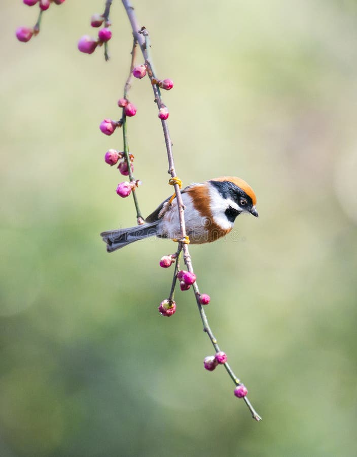 Black Throated Bushtit Bird Standing on Plum Tree Stock Photo - Image ...
