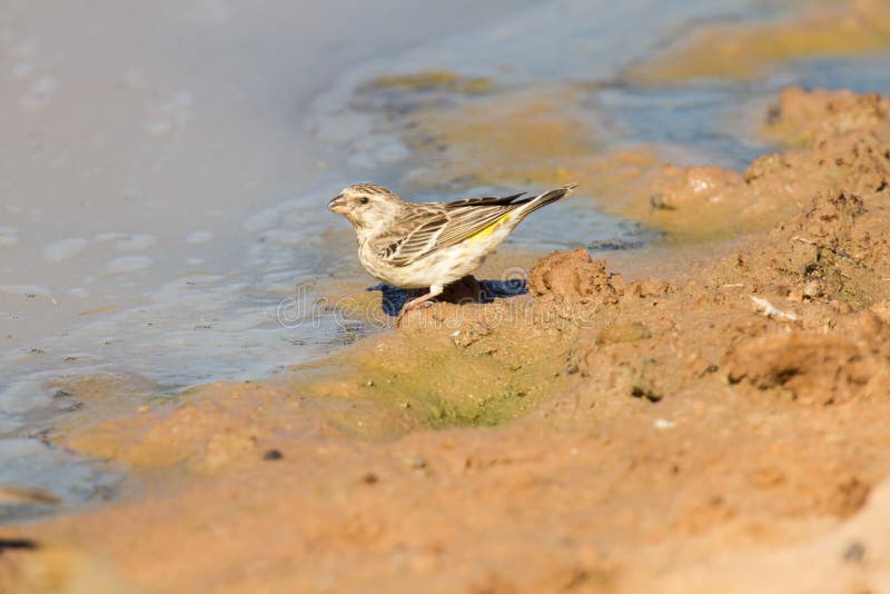 Black Throated Canary Drinking Muddy Water Stock Photo - Image of water ...