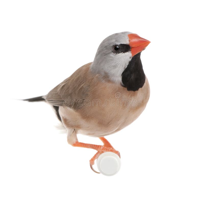 Black-throated Finch - Poephila Cincta Stock Image - Image of brown ...